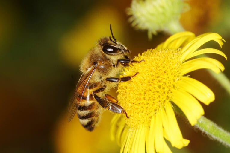 10 Types of Bees in Colorado (2023 Guide) - The Gardening Dad