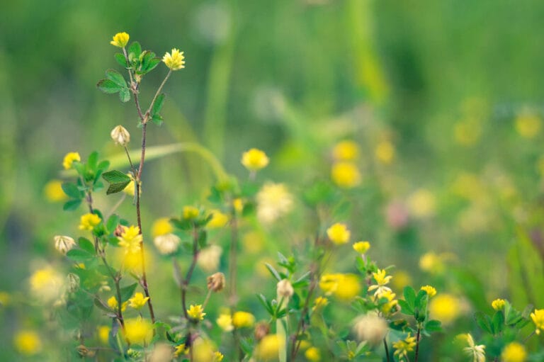 South Carolina Weeds Identification Guide (2023) - The Gardening Dad