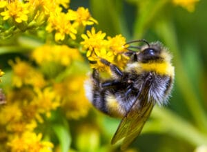 10 Types of Bees in Indiana (2023 Guide) - The Gardening Dad