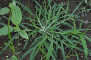 New Mexico Weeds Identification Guide (2023) - The Gardening Dad