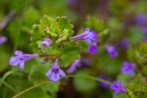 Indiana Weeds Identification Guide (2023) - The Gardening Dad