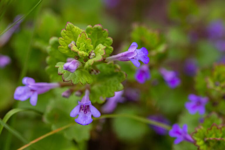 10 MOST Common Invasive Weeds in Colorado (2023 Guide) - The Gardening Dad