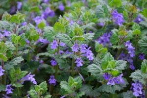 10 MOST Common Invasive Weeds in Connecticut (2023 Guide) - The ...