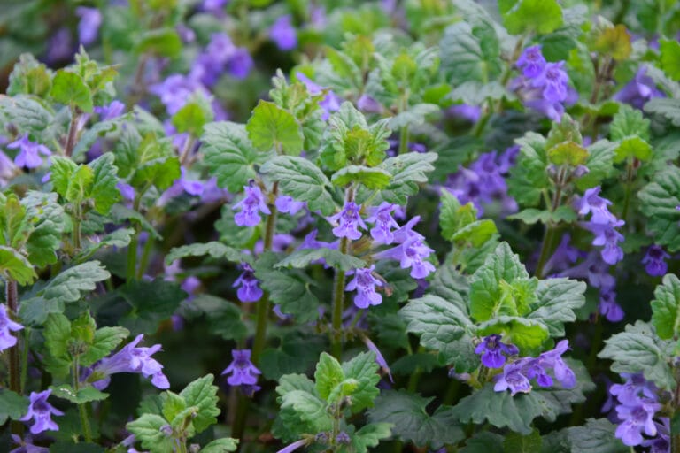 10 MOST Common Invasive Weeds in Pennsylvania (2023 Guide) - The ...