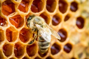 10 MOST Common Bees in Iowa (2023 Guide) - The Gardening Dad
