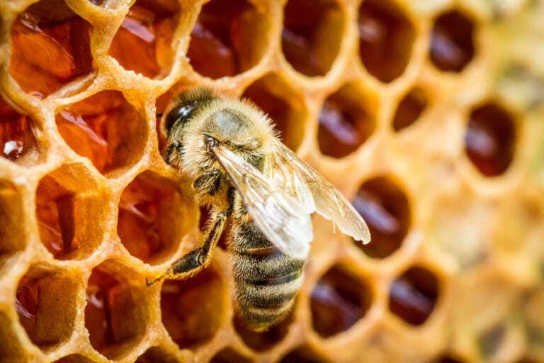 10 Types of Bees in Colorado (2023 Guide) - The Gardening Dad