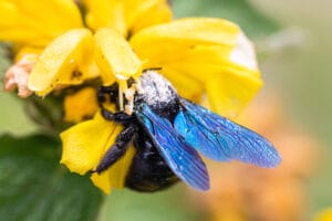10 Types of Bees in Tennessee (2023 Guide) - The Gardening Dad