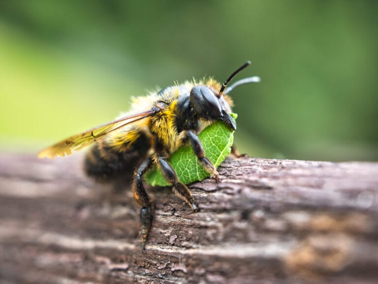 10 Types of Bees in Colorado (2023 Guide) - The Gardening Dad