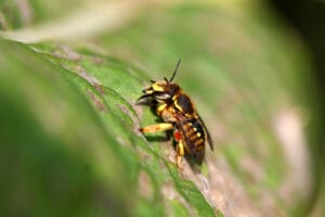 10 Types of Bees in Tennessee (2023 Guide) - The Gardening Dad