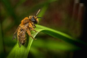 10 Types of Bees in Ohio (2023 Guide) - The Gardening Dad