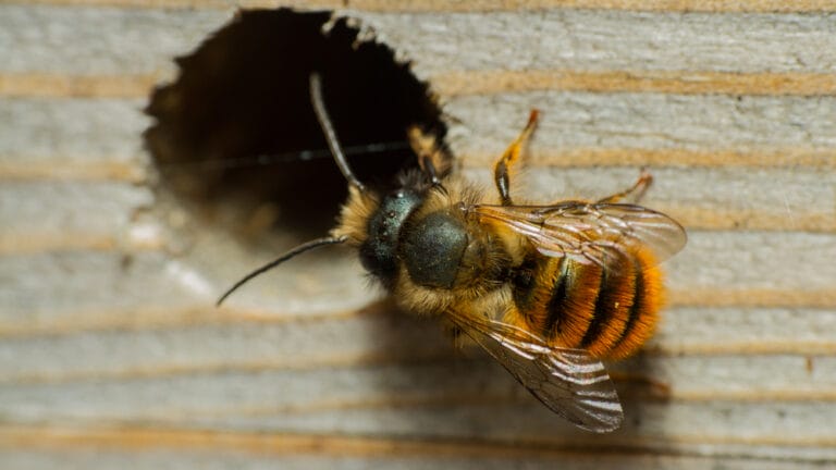10 MOST Common Bees in Iowa (2023 Guide) - The Gardening Dad