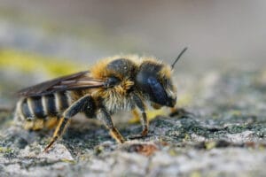10 Types of Bees in Indiana (2023 Guide) - The Gardening Dad