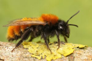 10 Types of Bees in Indiana (2023 Guide) - The Gardening Dad