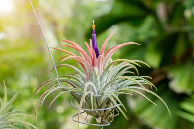 10 Best Air Plants for Beginners (2023 Guide) - The Gardening Dad