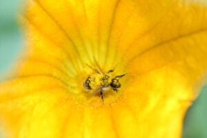 10 Types of Bees in Indiana (2023 Guide) - The Gardening Dad