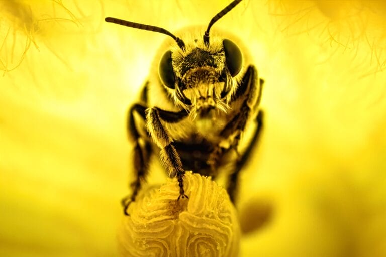 10 Types of Bees in Colorado (2023 Guide) - The Gardening Dad