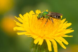 10 Types of Bees in Indiana (2023 Guide) - The Gardening Dad