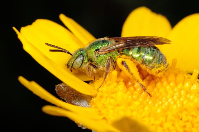 10 Large Bees in North Carolina (2023 Guide) - The Gardening Dad