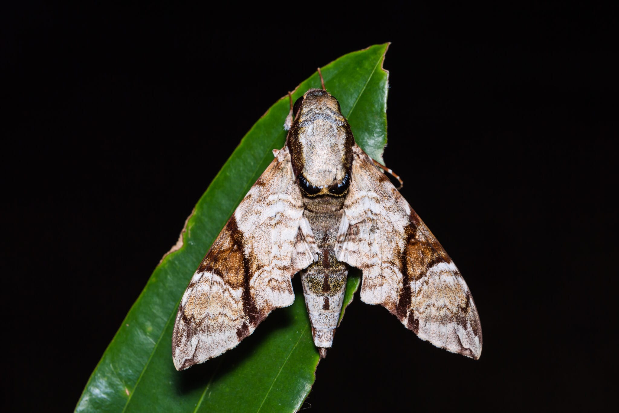 10 Common Moths of California (2023 Guide) - The Gardening Dad