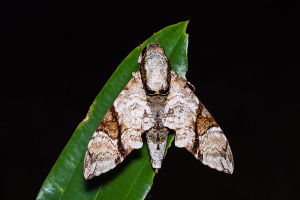 10 Common Moths of Wisconsin (2023 Guide) - The Gardening Dad