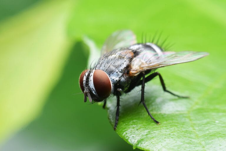 10 Types of Flies in Florida (2023 Guide) - The Gardening Dad