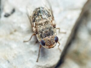 10 Types of Flies in Arizona (2023 Guide) - The Gardening Dad