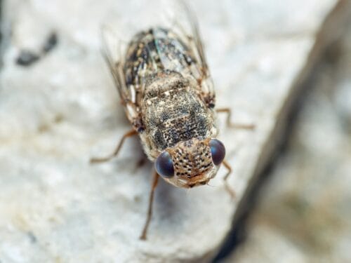 10 Types of Flies in Michigan (2023 Guide) - The Gardening Dad
