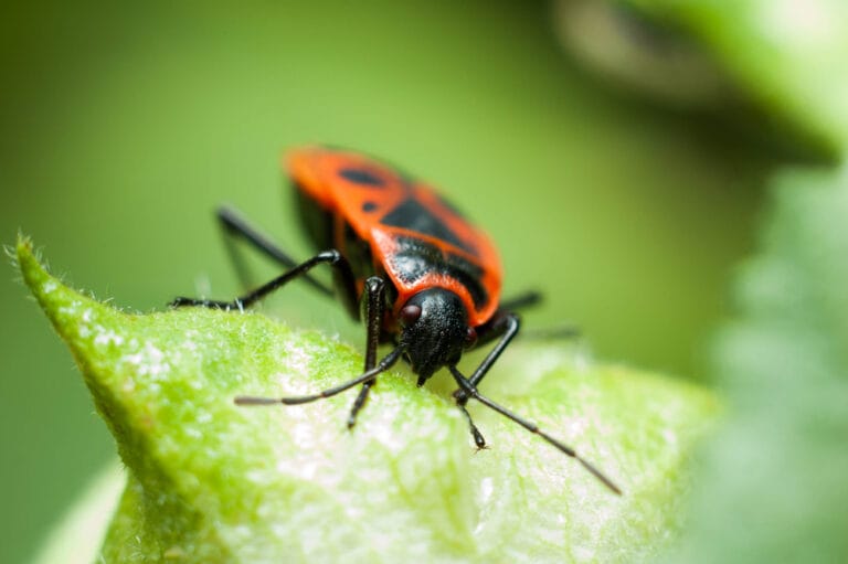 10 Red Insects in Ohio (2023 Guide) - The Gardening Dad