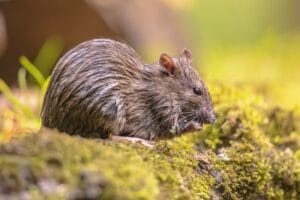 7 Common Types of Mice in Michigan (2023 Guide) - The Gardening Dad