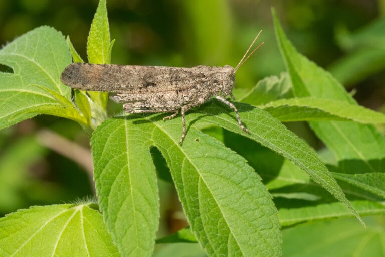 7 Types of Grasshoppers in Florida (2023 Guide) - The Gardening Dad