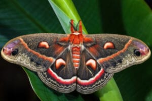 10 Common Moths of Illinois (2023 Guide) - The Gardening Dad