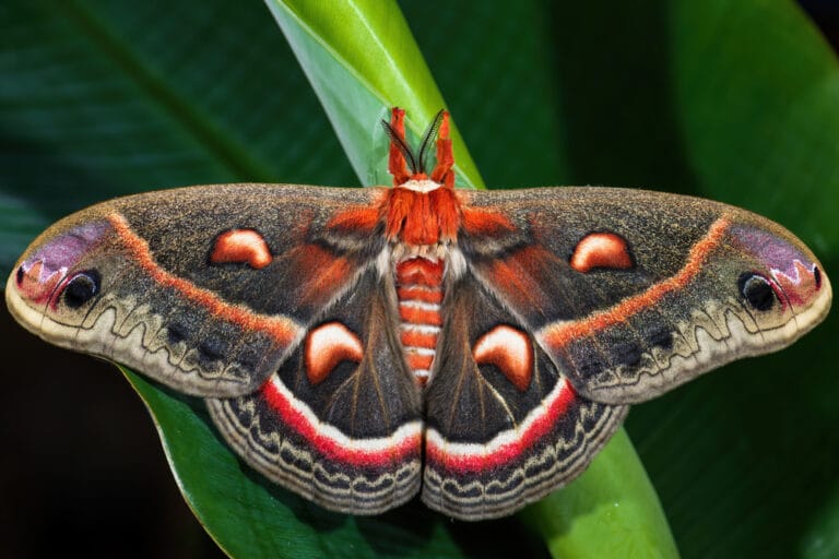 10 Common Moths of Wisconsin (2023 Guide) - The Gardening Dad