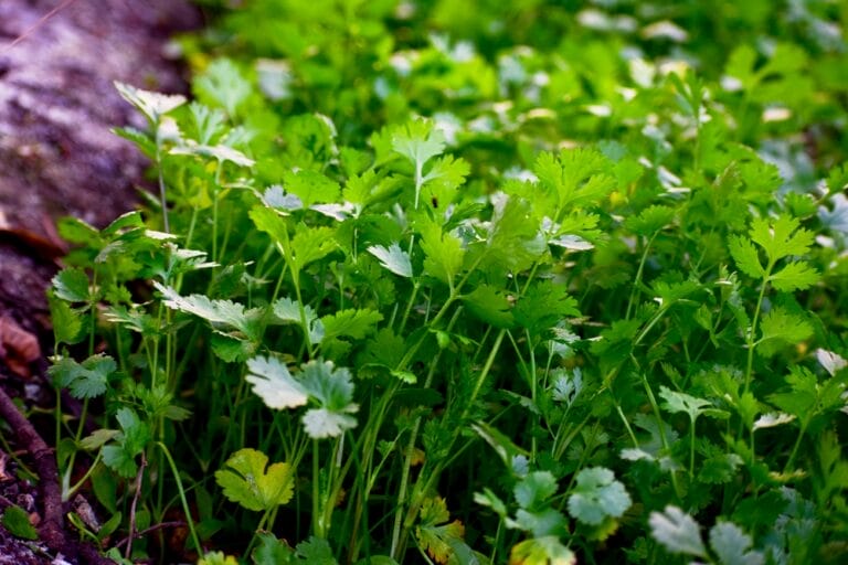12 BEST Herbs to Grow in Colorado (2023 Guide) - The Gardening Dad