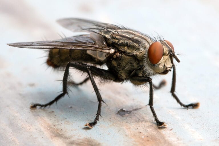 10 Types of Flies in Arizona (2023 Guide) - The Gardening Dad