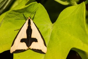 10 Common Moths of Wisconsin (2023 Guide) - The Gardening Dad