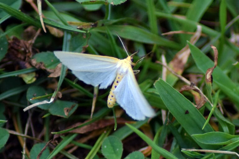 10 Common Moths of Colorado (2023 Guide) - The Gardening Dad