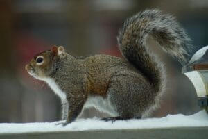 4 Common Types of Squirrels in Indiana (2023 Guide) - The Gardening Dad