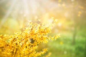 12 BEST Shrubs for Ohio (2023 Guide) - The Gardening Dad