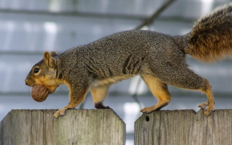 4 Common Types of Squirrels in Iowa (2023 Guide) - The Gardening Dad