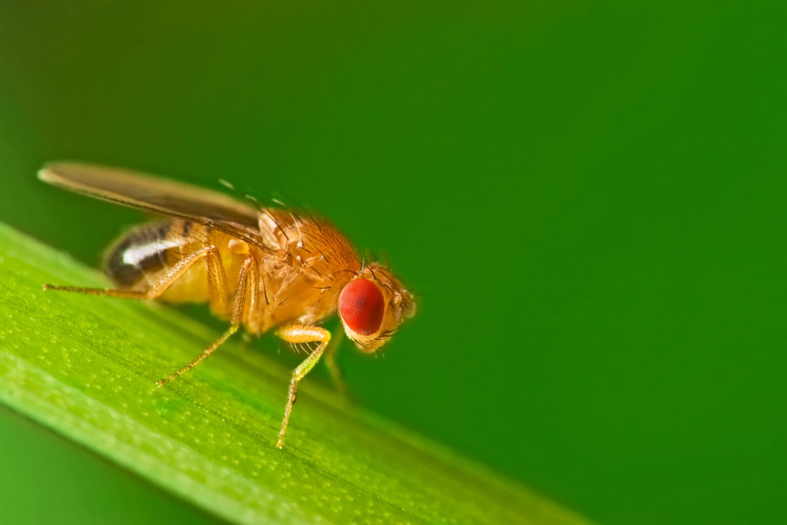 10 Types of Flies in Alabama (2023 Guide) - The Gardening Dad