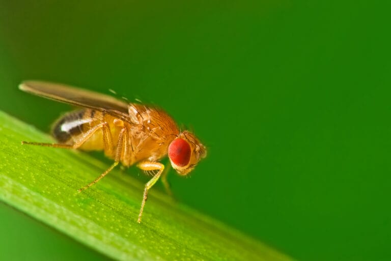 10 Types of Flies in Florida (2023 Guide) - The Gardening Dad