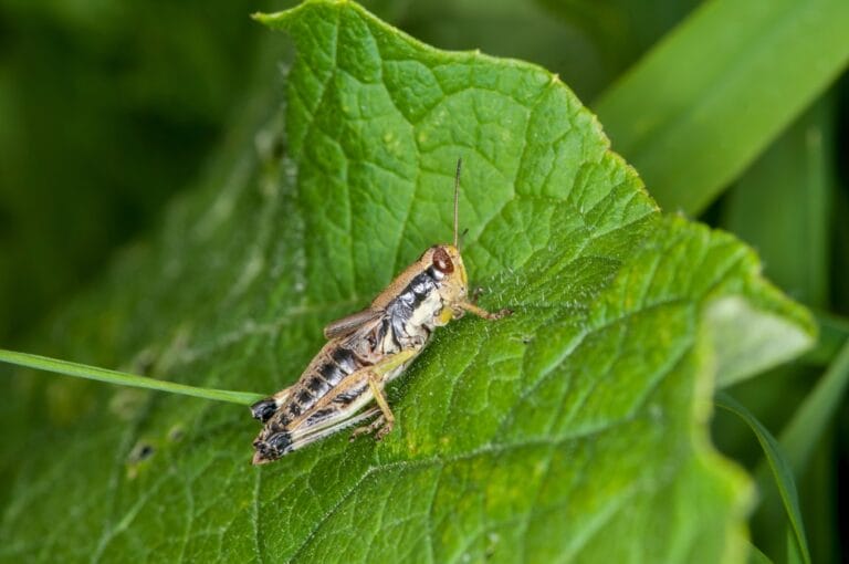 7 Types of Grasshoppers in Florida (2023 Guide) - The Gardening Dad
