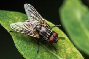 10 Types of Flies in Michigan (2023 Guide) - The Gardening Dad