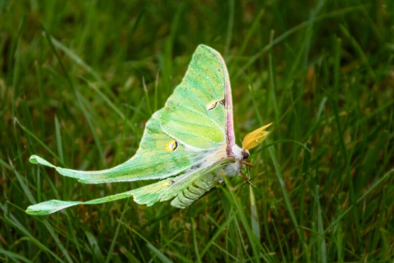 10 Common Moths of Michigan (2023 Guide) - The Gardening Dad