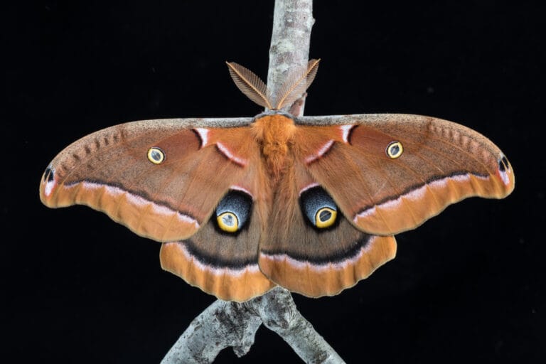 10 Common Moths of Ohio (2023 Guide) - The Gardening Dad