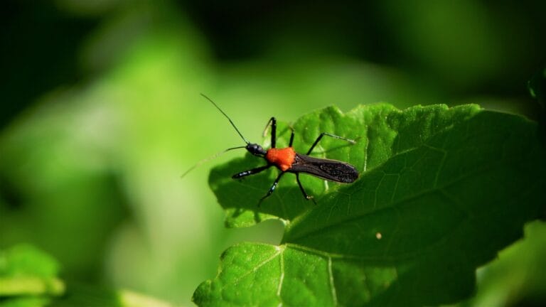 10 Red Insects in Indiana (2023 Guide) - The Gardening Dad