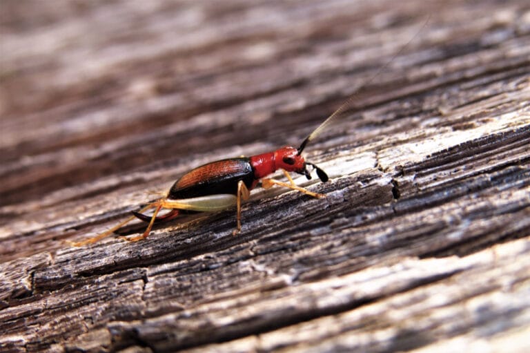 10 Red Insects in Michigan (2023 Guide) - The Gardening Dad