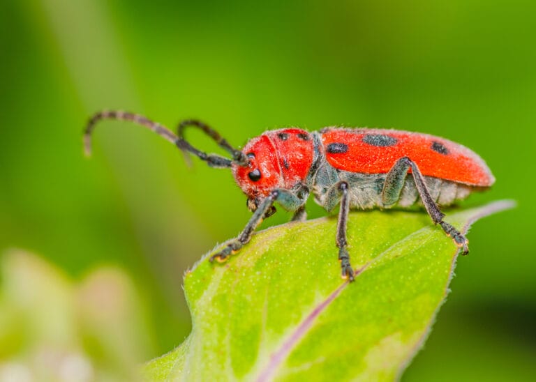10 Red Insects in Wisconsin (2023 Guide) - The Gardening Dad