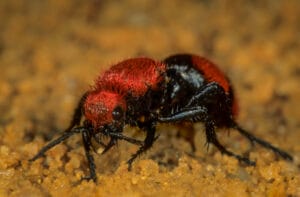 10 Red Insects in Florida (2023 Guide) - The Gardening Dad