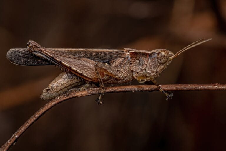 7 Types of Grasshoppers in Florida (2023 Guide) - The Gardening Dad
